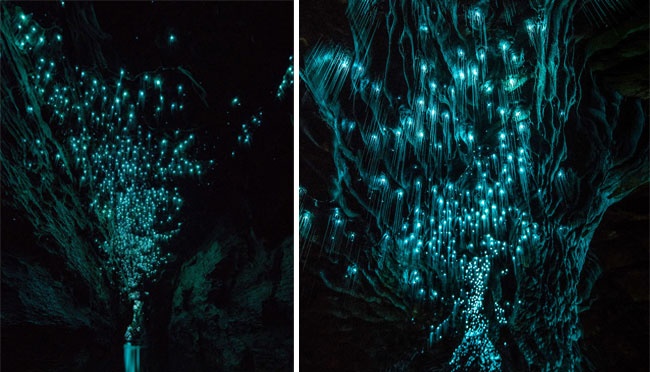 Unik, Ribuan Cacing Mampu Terangi Gelapnya Goa Waitomo | tempo.co