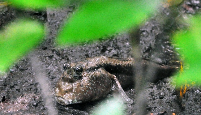 Ikan Tempakul, Ikan yang Juga Dapat Berjalan di Darat | tempo.co
