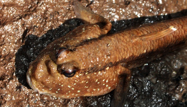 Ikan Tempakul, Ikan yang Juga Dapat Berjalan di Darat | tempo.co