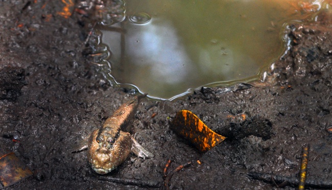 Wisata Minat Khusus di Stasiun Riset Bekantan, Mengamati Lucunya Ikan ...