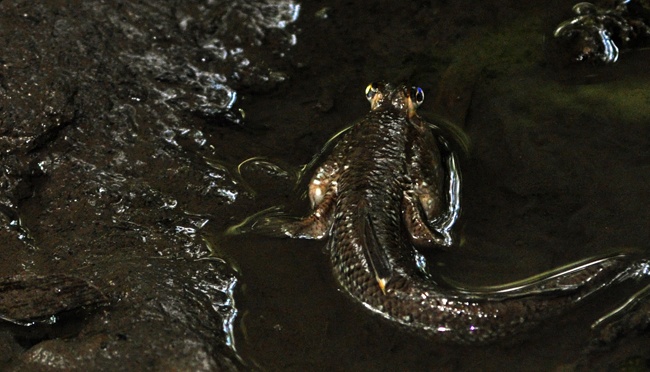 Ikan Tempakul, Ikan yang Juga Dapat Berjalan di Darat | tempo.co