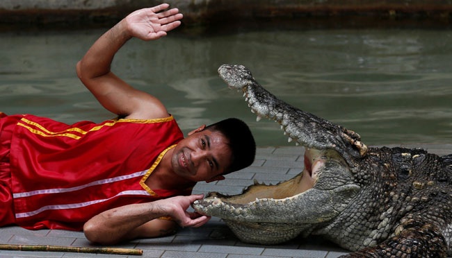 Menakjubkan, Atraksi Nekat Pawang Buaya di Thailand | tempo.co