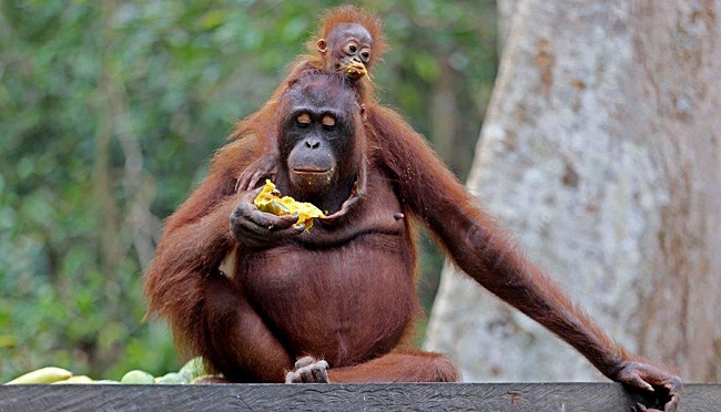 Kebun Raya Terluas di Indonesia Ditargetkan Dibuka Tahun 2020 | tempo.co