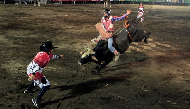 Aksi Matador Rodeo saat Menaklukan Banteng | tempo.co