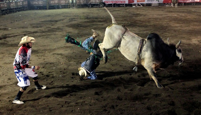 Aksi Matador Rodeo saat Menaklukan Banteng | tempo.co