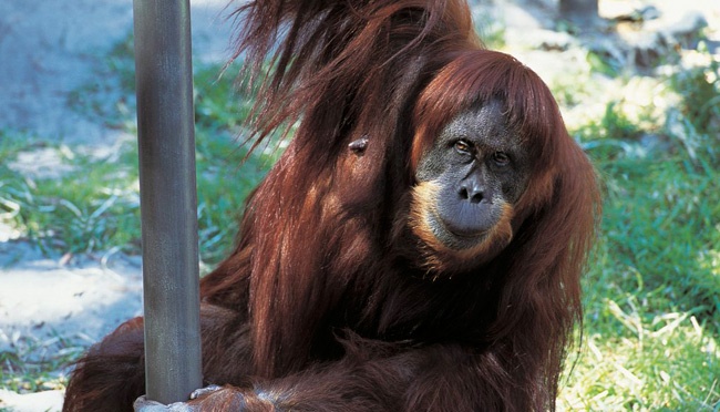 Bertemu Puan, Orangutan Tertua di Dunia | tempo.co