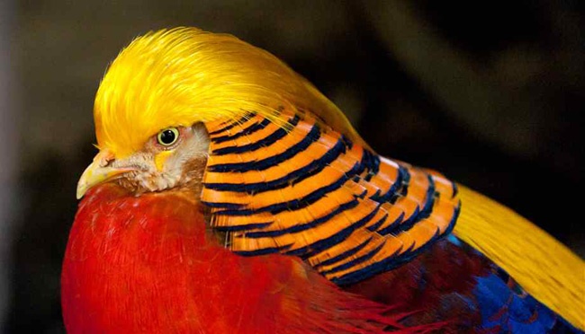 Mirip Gaya Rambut Donald Trump, Burung Ini Jadi Populer | tempo.co