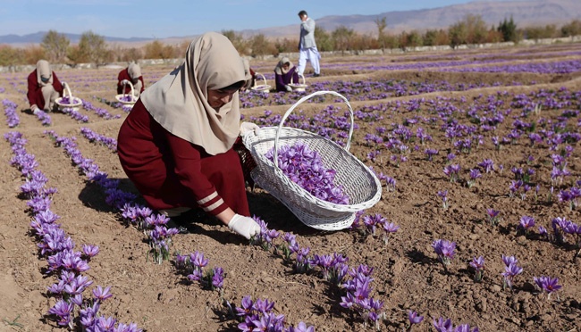 Bunga dengan Harga Selangit Ini Bisa Jadi Obat Anti Kanker | tempo.co
