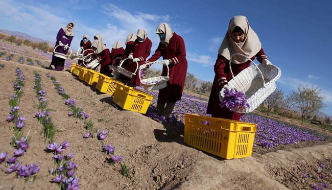 Bunga dengan Harga Selangit Ini Bisa Jadi Obat Anti Kanker | tempo.co