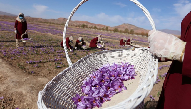 Bunga dengan Harga Selangit Ini Bisa Jadi Obat Anti Kanker | tempo.co