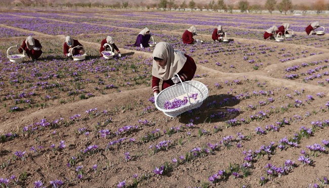 Bunga dengan Harga Selangit Ini Bisa Jadi Obat Anti Kanker | tempo.co