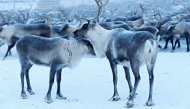 Rusa Kutub, Hewan Ternak di Artik, Rusia | tempo.co