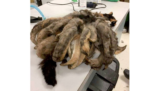 Bertahun-tahun Tidak Dirawat, Bulu Kucing Ini Jadi "Gimbal" | tempo.co