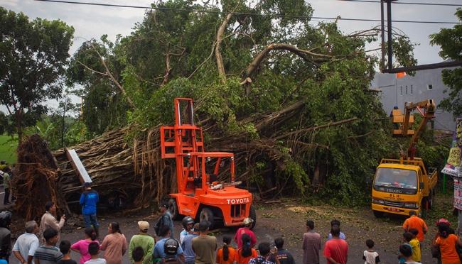 Pohon Beringin Tua di Jogja Tumbang Akibat Hujan Deras | tempo.co