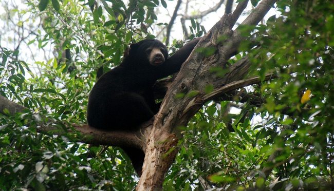 Pengunjung Masih Berikan Makan pada Beruang di Kebun Binatang Bandung ...