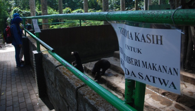 Pengunjung Masih Berikan Makan pada Beruang di Kebun Binatang Bandung ...