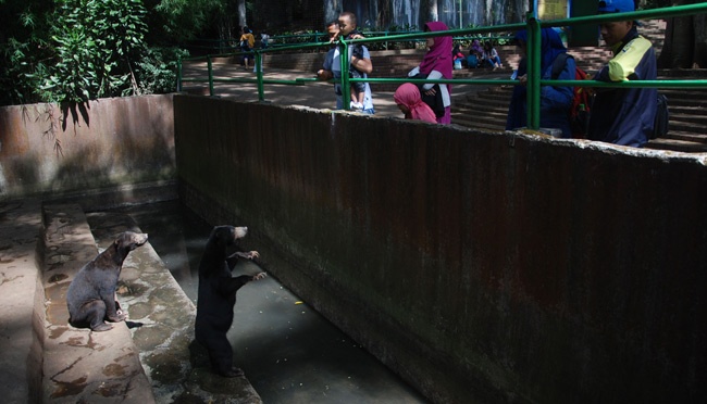 Pengunjung Masih Berikan Makan pada Beruang di Kebun Binatang Bandung ...