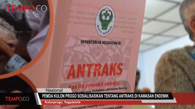 Alasan Status KLB Antraks Belum Diterapkan di Gunungkidul Yogyakarta | tempo.co