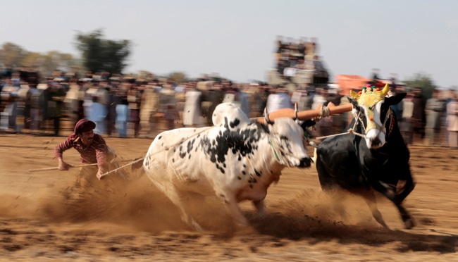 Memacu Adrenalin dalam Kompetisi Balap Sapi | tempo.co