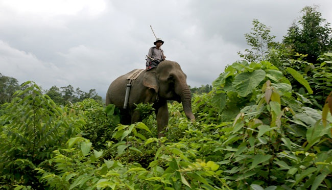 Gajah Liar Beranak di Hutan Balai Raja Riau | tempo.co