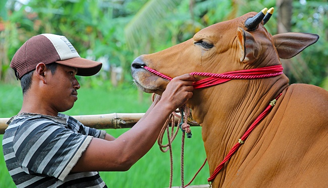 Uniknya Pasar Sapi Tradisional di Dasuk, Sumenep, Madura | tempo.co