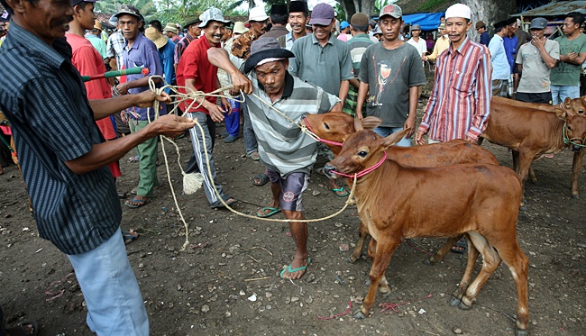 Uniknya Pasar Sapi Tradisional di Dasuk, Sumenep, Madura | tempo.co