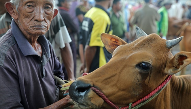 Uniknya Pasar Sapi Tradisional di Dasuk, Sumenep, Madura | tempo.co