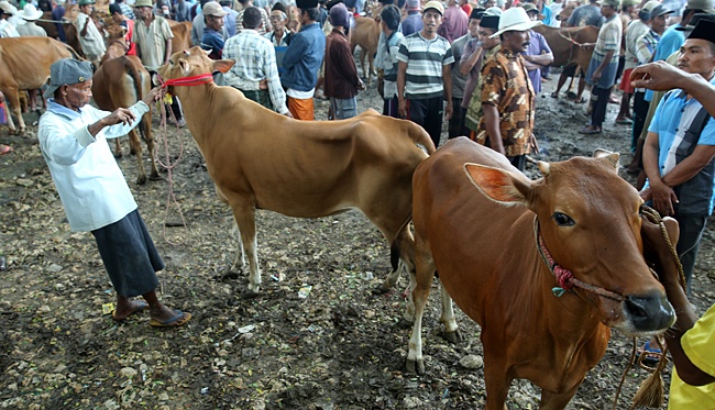 Uniknya Pasar Sapi Tradisional di Dasuk, Sumenep, Madura | tempo.co