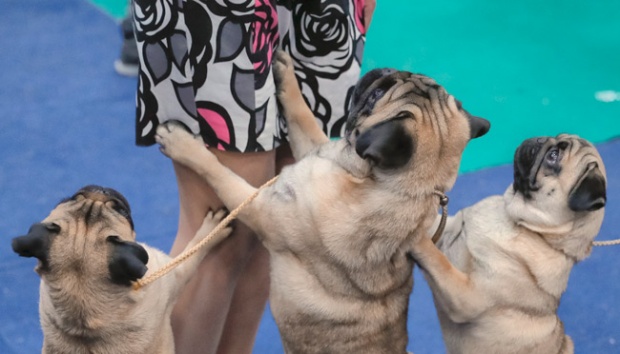 Photos: Romania Hosts Show for 1,600 Exotic Pets - foto En.tempo.co