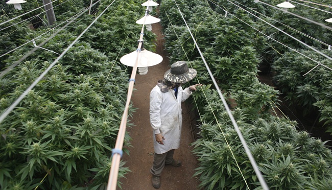 Israel Terus Kembangkan Produksi Ganja Medis | tempo.co
