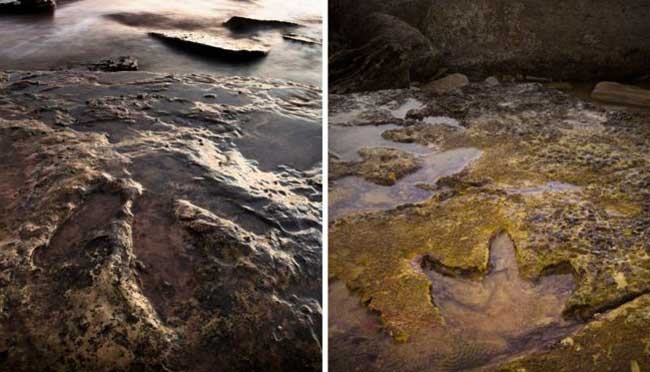 20 Jejak Kaki Dinosaurus Berbeda Ditemukan di Pantai Australia | tempo.co