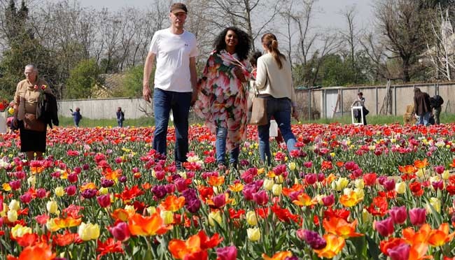 Menikmati Keindahan Taman Bunga Tulip Pertama di Italia | tempo.co