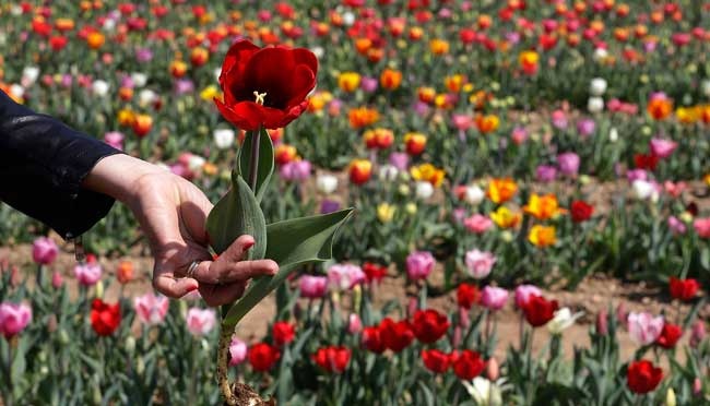 Menikmati Keindahan Taman Bunga Tulip Pertama di Italia | tempo.co