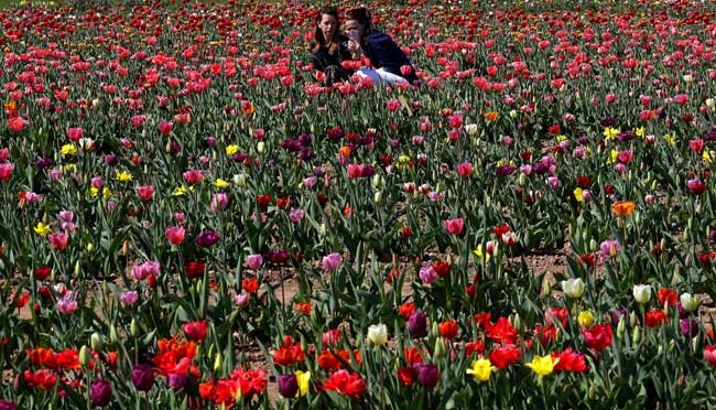 Menikmati Keindahan Taman Bunga Tulip Pertama di Italia | tempo.co