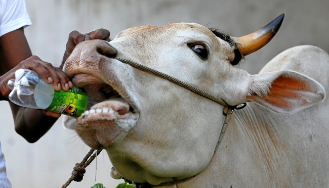 Balap Gerobak Sapi dalam Tahun Baru Hindu, Sinhala, dan Tamil | tempo.co