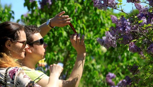 Menikmati Keindahan Bunga Lilac di Taman Terbesar Eropa | tempo.co