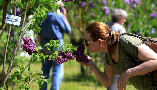 Menikmati Keindahan Bunga Lilac di Taman Terbesar Eropa | tempo.co