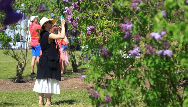 Menikmati Keindahan Bunga Lilac di Taman Terbesar Eropa | tempo.co