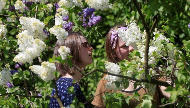 Menikmati Keindahan Bunga Lilac di Taman Terbesar Eropa | tempo.co