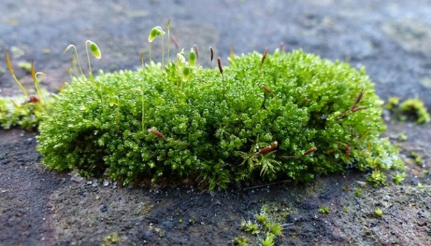 Inilah Khasiat Daun Lumut yang Tidak Banyak Diketahui - Gaya Tempo.co