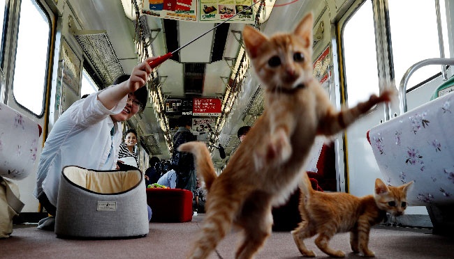 Kereta Berisi Kucing-kucing Lucu Beroperasi di Jepang | tempo.co