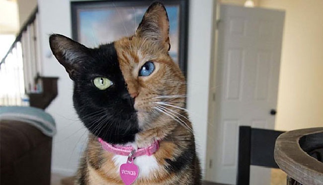 6 Kucing dengan Corak Bulu Terlucu di Dunia | tempo.co