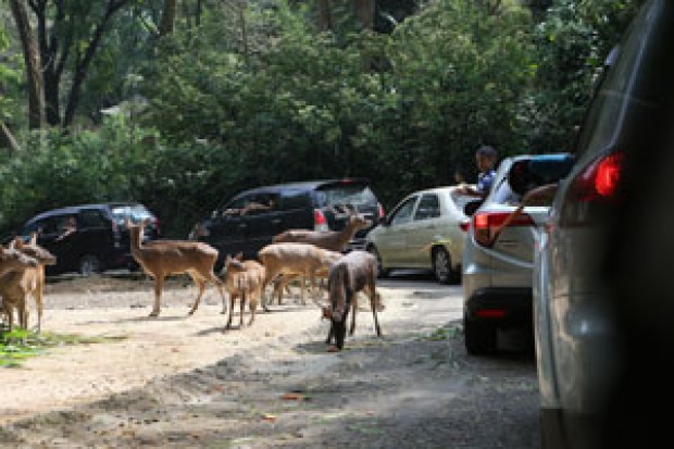 Zoo Visitors who Gave Alcohol to Animals Apologize - En.tempo.co