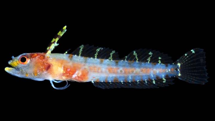 Ilmuwan Temukan Zona Rariphotic, Wilayah Perawan Terumbu Karang | tempo.co