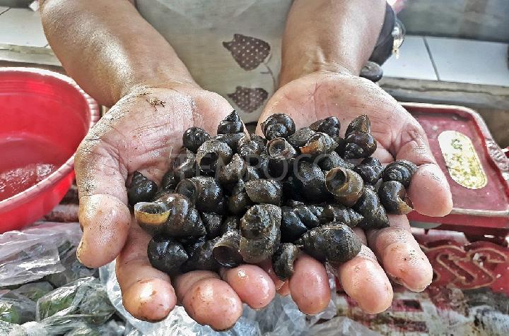 Kreco, Sarapan Keong Kecil Khas Warga Tepi Danau Klakah | tempo.co
