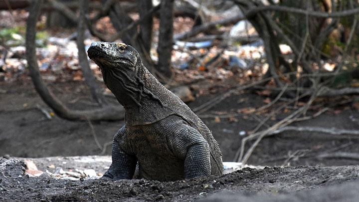 Komodo Dragons Retrieved from Illegal Trade Set for New Home - Life En ...