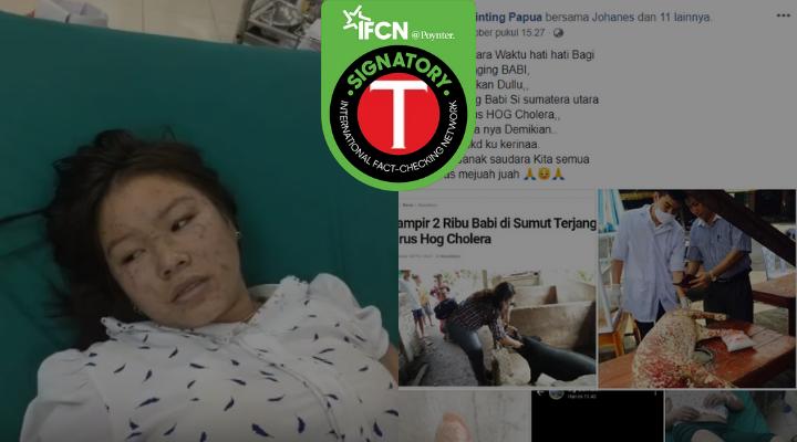 [Fakta atau Hoaks] Benarkah Virus Babi Hog Cholera Menular pada Manusia ...