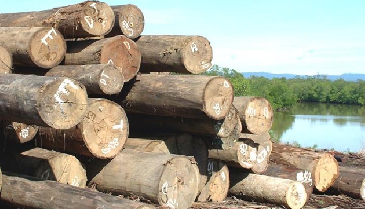 Ministry Confiscates 17 Containers of Illegal Timber in Surabaya - News ...
