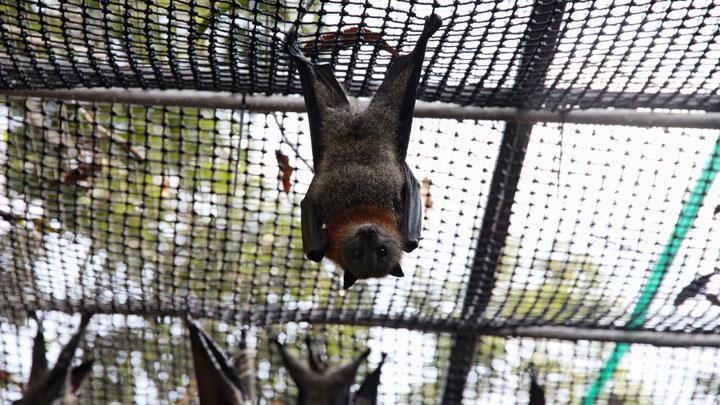Australian Rescues Flying-Foxes Suffering from Habitat Loss - foto En ...