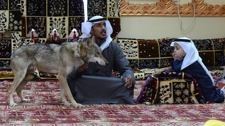 The Saudi Family Keeping Wolves as Pets - foto En.tempo.co